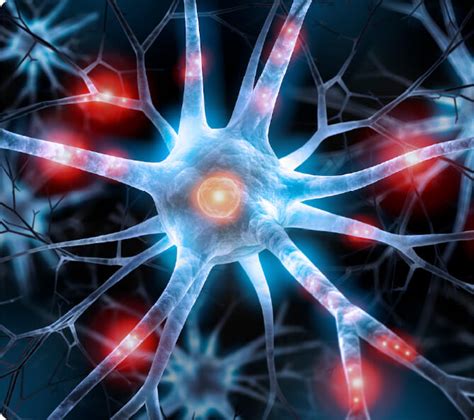 Cns Models Immune Models Cancer Models Customizable Cell Assays