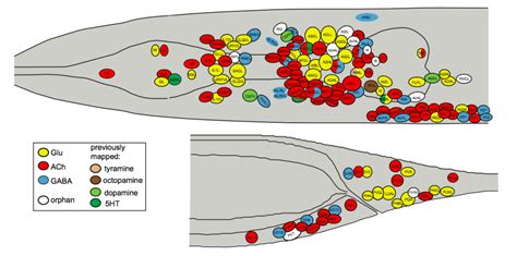 Neurotransmitter Map