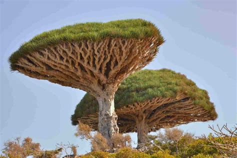 9 Rarest Trees Found The World