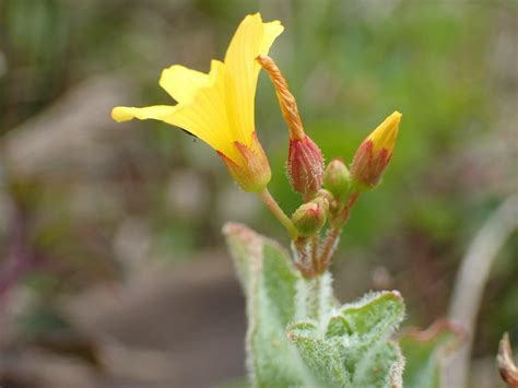 How To Grow Hypericum Elodes Earthone