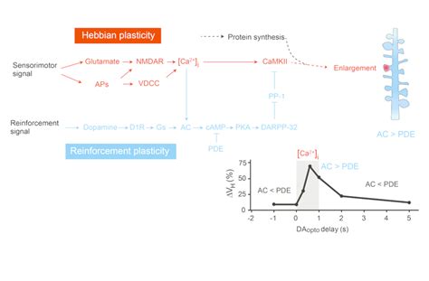 fig s11 a signaling scheme for hebbian and reinforcement plasticity