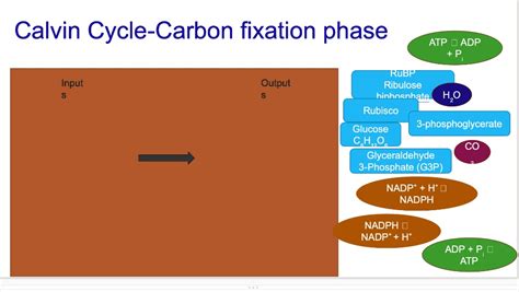 Inputs And Outputs Of Calvin Cycle