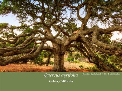 Intimate Encounters With Wild Oaks International Oak Society