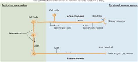 Nervous System Flashcards Quizlet