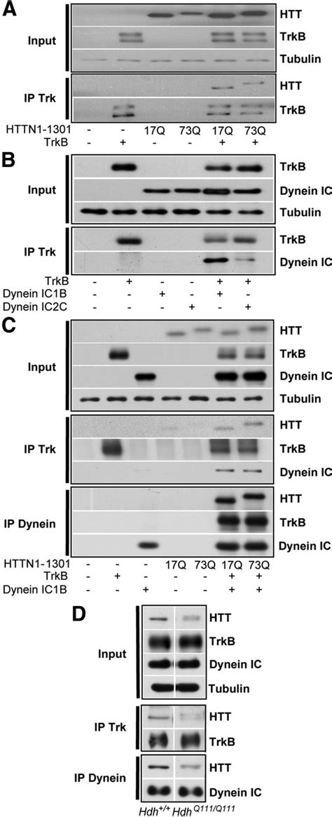 Mutant Huntingtin Alters Retrograde Transport Of Trkb Receptors In Striatal Dendrites Journal