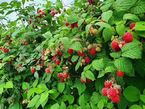 Claremont Farm We Open The Raspberry Tunnels For Picking