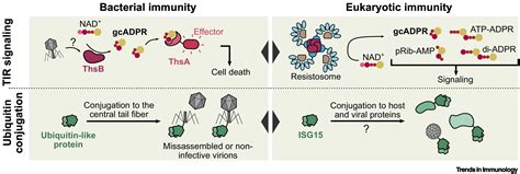 Innate Immunity The Bacterial Connection Trends In Immunology