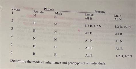 Solved 13 A Mutant Allele In Mice Causes A Bent Tail Six
