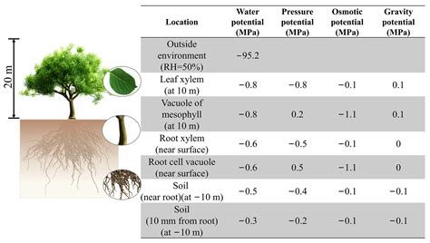Plant Water Potential Diagram Salinity A Potential Tempera