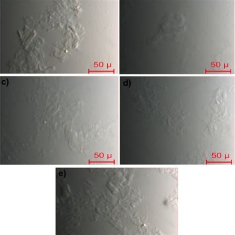 Intrinsic Viscosity Extrapolated From η Sp C Plotted Vs C G Dl In 1 3 Download Scientific