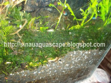 Menanam Java Dan Peacock Moss ~ Simple Aquascape