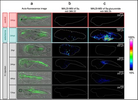 Maldi Tof Msi Showing The Tissue Distribution Of Sahaquine Sq And Its Download Scientific