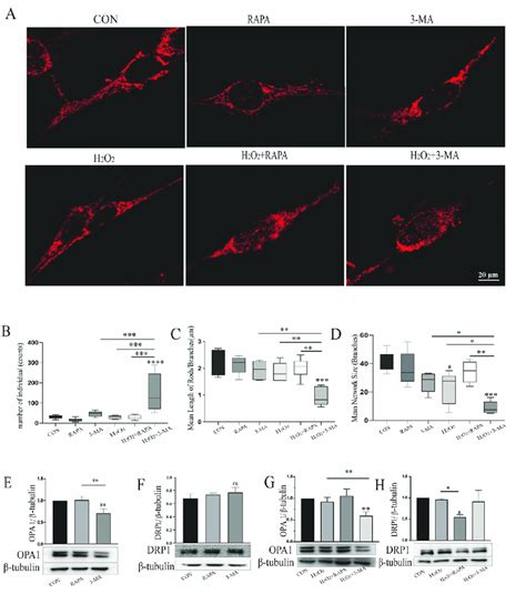 Regulation Of Autophagy Can Impact The Mitochondrial Morphology Of Mgcs