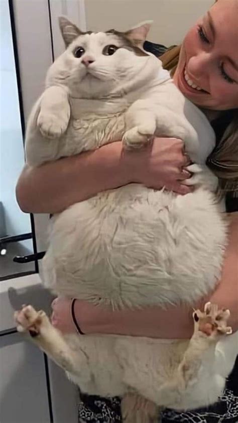 Absolute Unit Of A Kitty R Absoluteunits