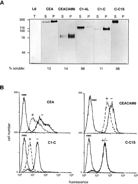 The Cooh Terminal Domain Of Cea Confers Cold Triton X 100 Insolubility