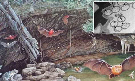 World S Oldest Sperm Discovered In 17m Year Old Queensland Fossil Daily Mail Online