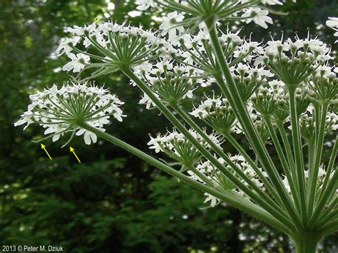 Heracleum Maximum Common Cow Parsnip Minnesota Wildflowers