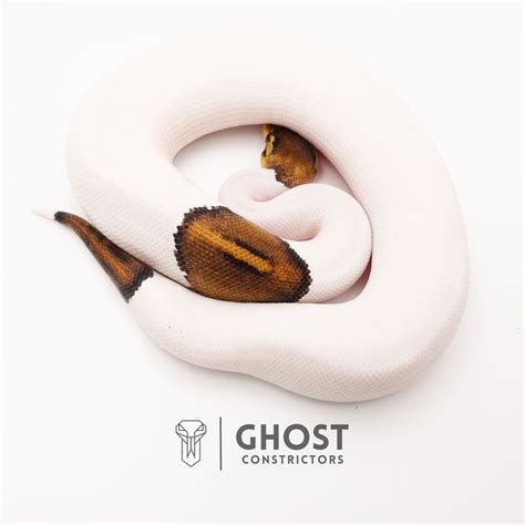 Ball Pythons For Sale Ghost Constrictors