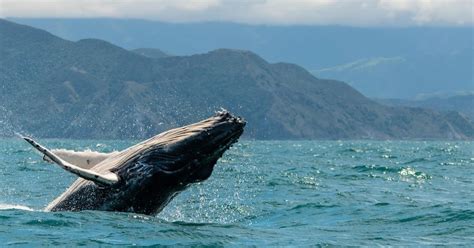 Cyberattack Takes Frontier Communications Offline R Cybersecurity