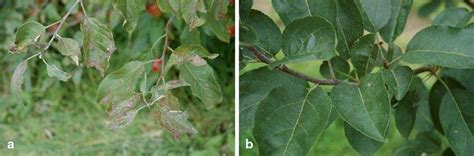 Inbreeding Genetic Narrowing In Modern Apple Cultivation DIVERSITY Website