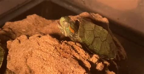 Turtle Respiratory Infection Home Treatment Turtleholic