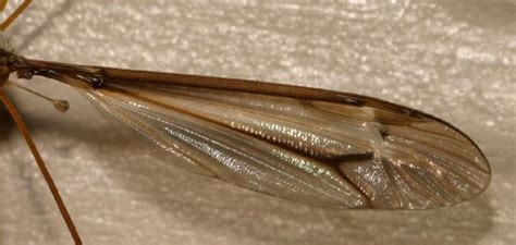 Female Tipula Cranefly The Backyard Arthropod Project