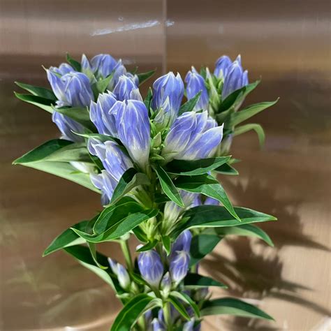 リンドウ『パステルベル』 花屋 はな輔