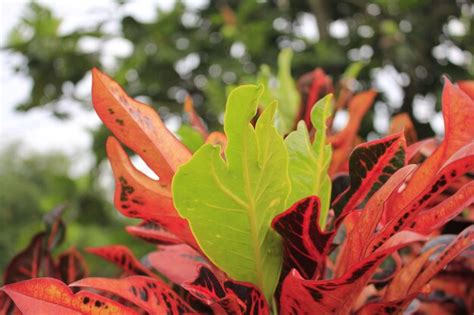 Premium Photo Beautiful Codiaeum Variegatum Plant
