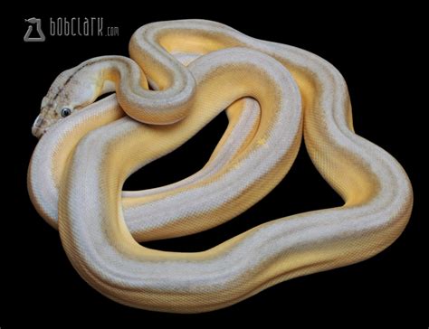 Reticulated Pythons