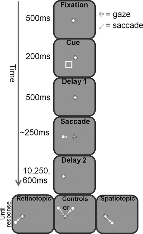 Experimental Design Temporal Aspects While Subjects Maintained