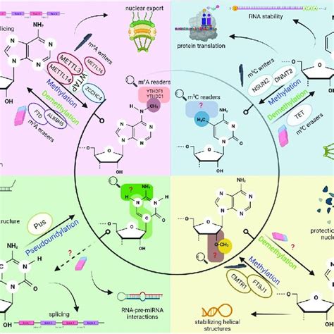 Role Of Epitranscriptomic Marks In The Cellular Differentiation And