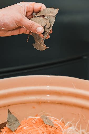 당근과 베이 잎으로 소금에 절인 양배추를 요리하는 과정 손과 야채의 클로즈업 가정 생활에 대한 스톡 사진 및 기타 이미지 가정 생활 가정 주방 가정의 방 Istock