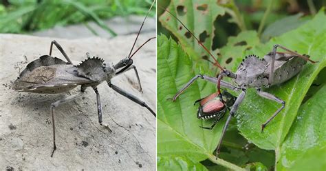 What Is A Wheel Bug Are Wheel Bugs Dangerous