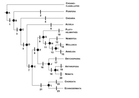 Biol 205 Phylogeny Flashcards Quizlet