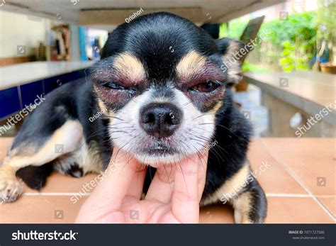 La Blefaritis Es Contagiosa En Perros