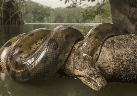 Female Anaconda Kills Partner After Sex सेक्स के बाद पार्टनर को मारकर