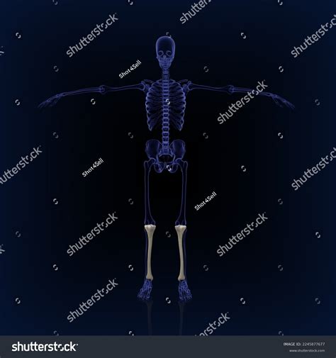 Human Tibia Bone Medical Illustration D Stock Illustration Shutterstock