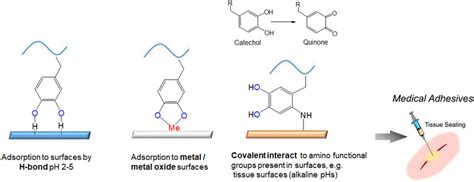 Most Typical Dopa Adhesive And Cohesive Interactions Found In Mussel