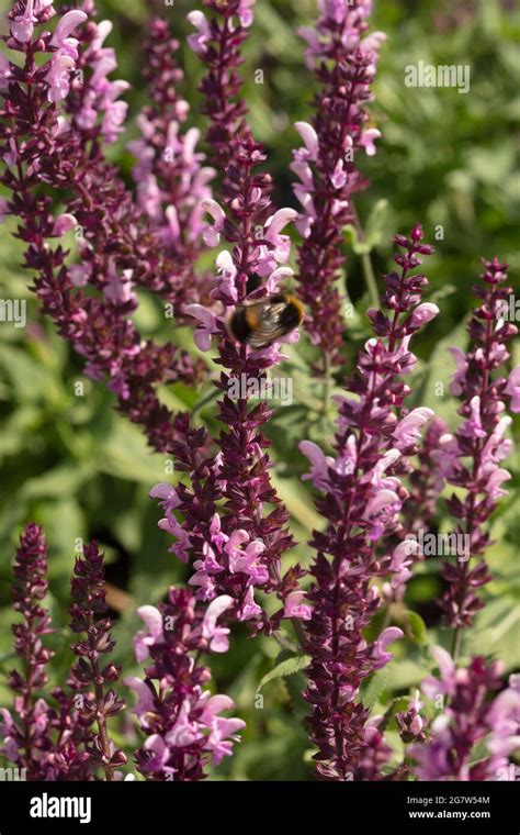 Glorious Salvia × Sylvestris Rose Queen Wood Sage Rose Queen