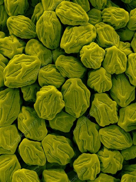 Mould Spores Rhizopus Oryzae Sem Stock Image C032 3231 Science Photo Library