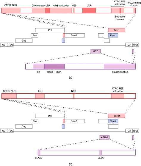 Functional Domains Of Tax 1 Tax 2 Hbz And Aph 2 A Htlv 1 Protein