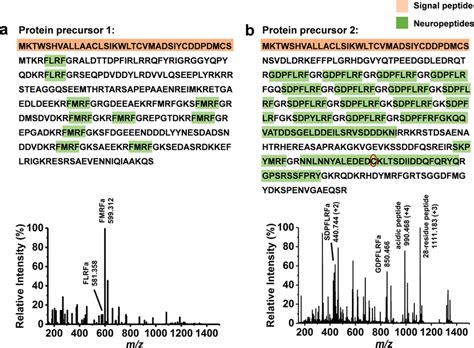 Protein Precursor Sequences Predicted From Cdna Analysis For A Type 1