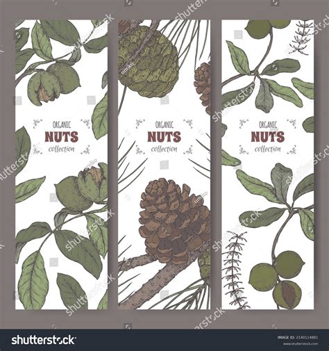 호두 마카다미아 그리고 돌 소나무 가지색 스톡 벡터로열티 프리 2140114881 Shutterstock