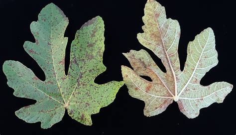 Fig Diseases And Pests Description Uses Propagation