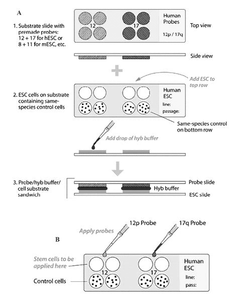 Methods And Assays For Screening Stem Cells Eureka Patsnap