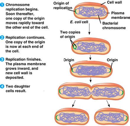Prokaryotic Cell Division Reproduction Flashcards Quizlet