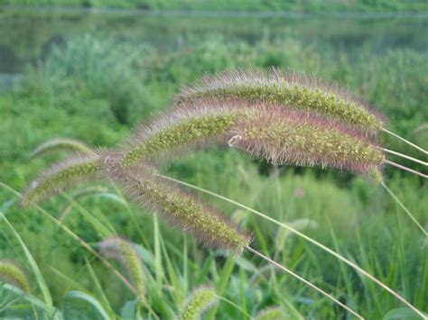 [식물]강아지풀 식물 생물종 Bric