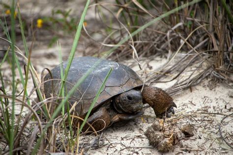 Gopher Tortoise Relocation Southwest Florida Creek Engineering Inc