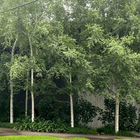 Betula Birch Trees Hello Hello Plants And Garden Supplies