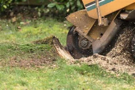 How To Easily Remove A Large Tree Stump Handyman Tips